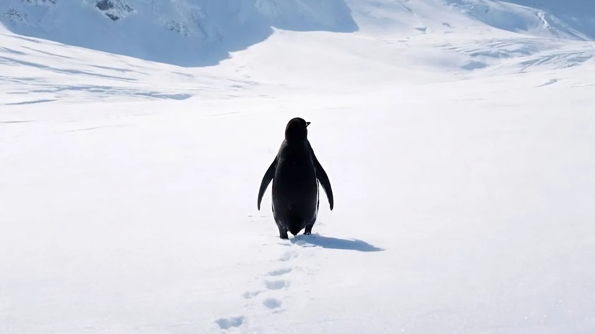 Why Is There A Depressed Penguin On Everyone's Feed?