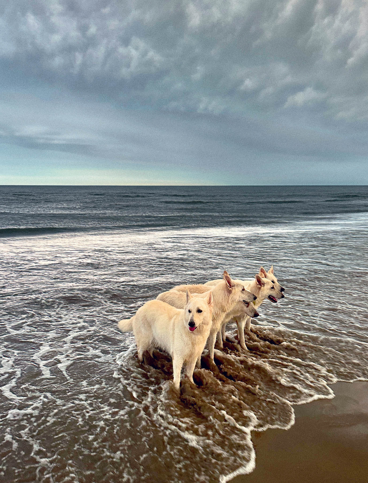 Rohit Chawla’s 'Rain Dogs' Captures Goa's Strays with Striking Images